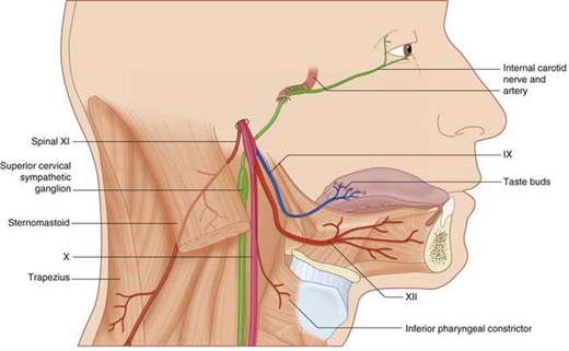 Cranial Nerves — Simply Explained