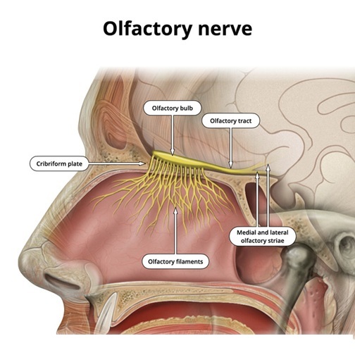 Cranial Nerves — Simply Explained